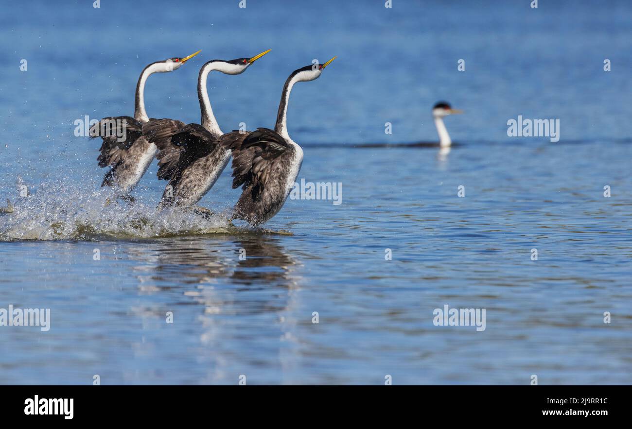 Western grebes, courtship rushing Stock Photo - Alamy
