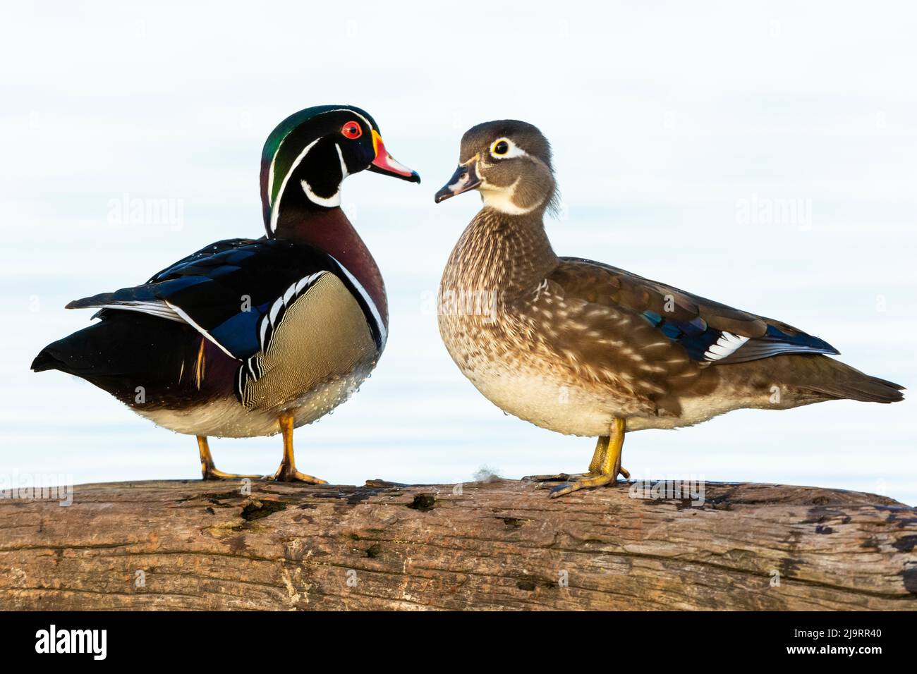 Wood duck male and female on log in wetland, Marion County, Illinois ...