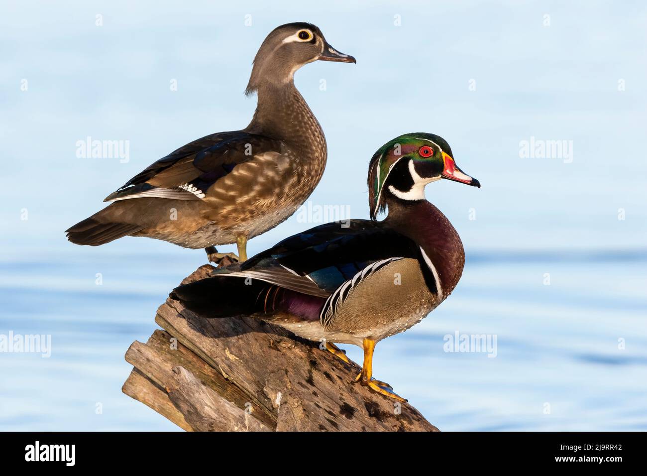 Wood duck male and female on log in wetland, Marion County, Illinois ...
