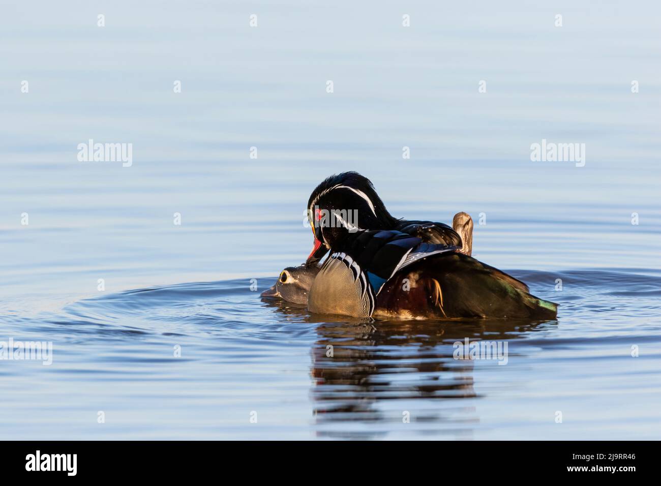 Wood duck male and female mating in wetland, Marion County, Illinois ...
