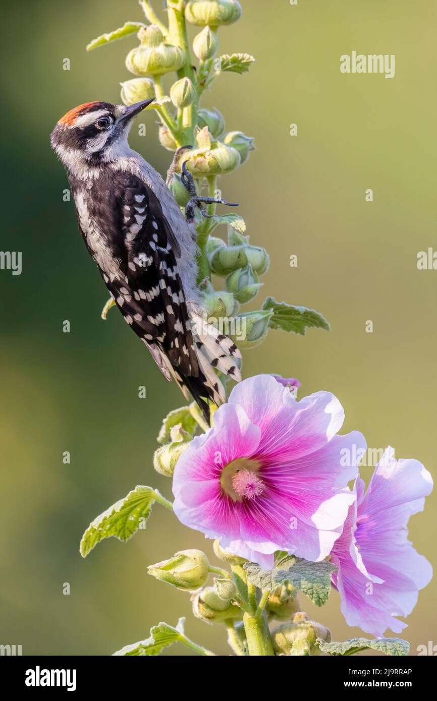 Acrobatic woodpecker hi-res stock photography and images - Alamy
