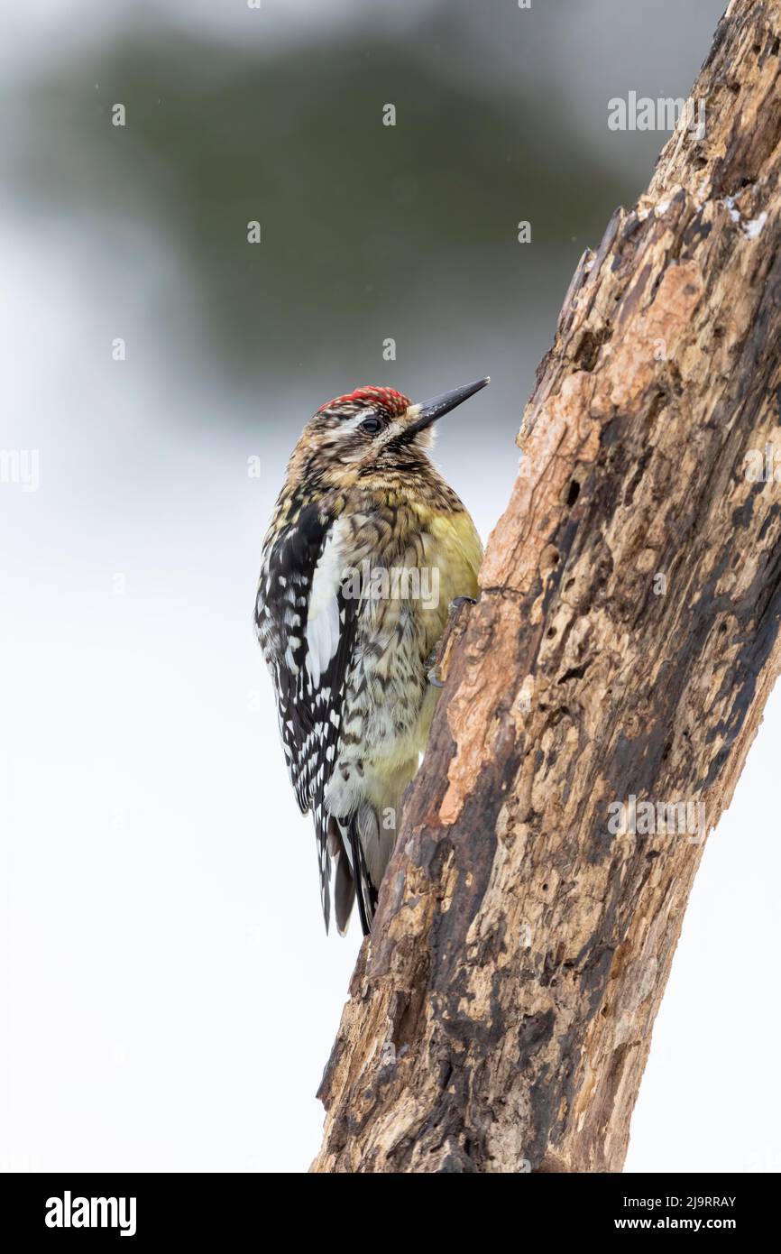 Yellow Bellied Sapsucker Baby