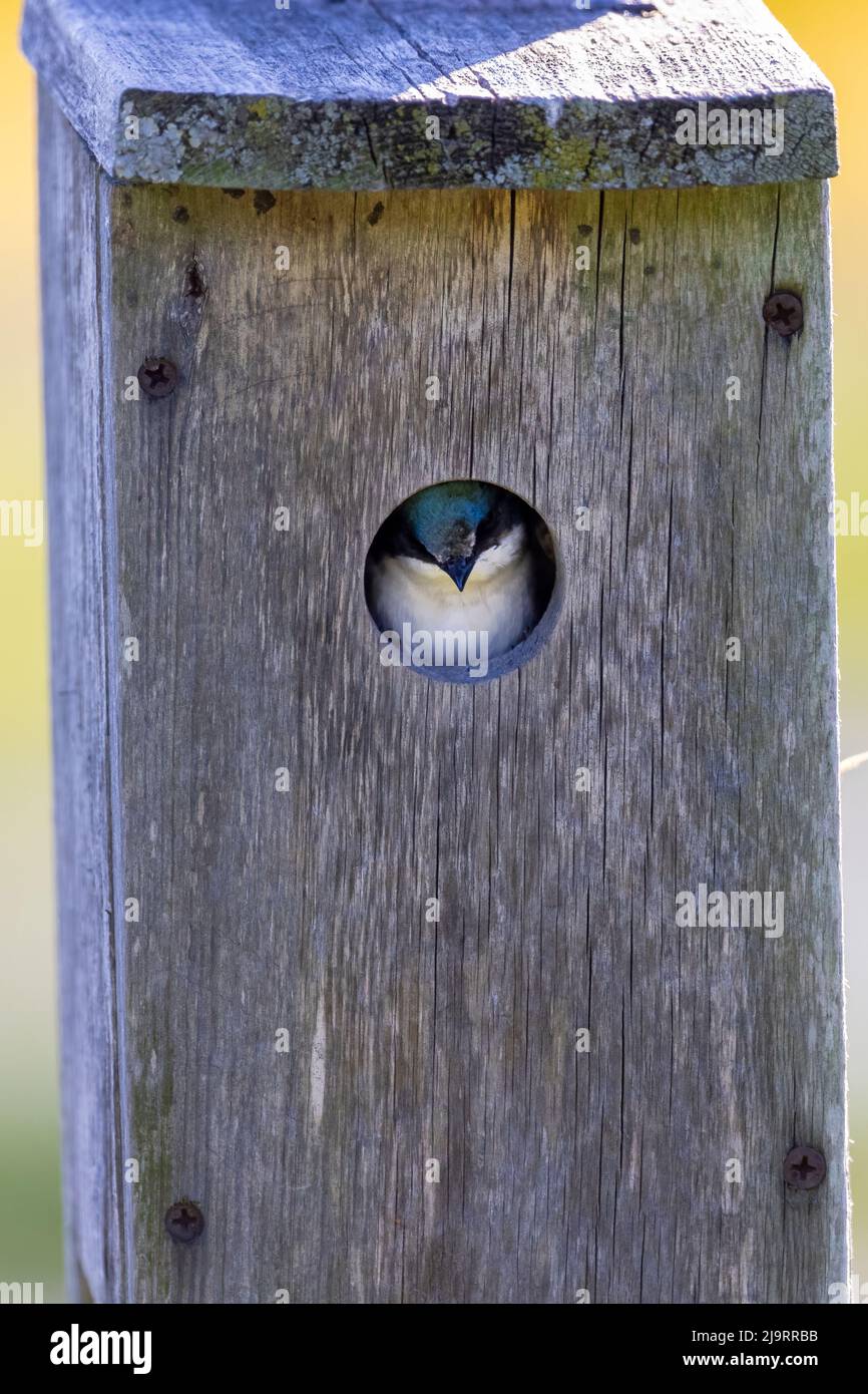 Tree swallow at nest box, Marion County, Illinois Stock Photo - Alamy