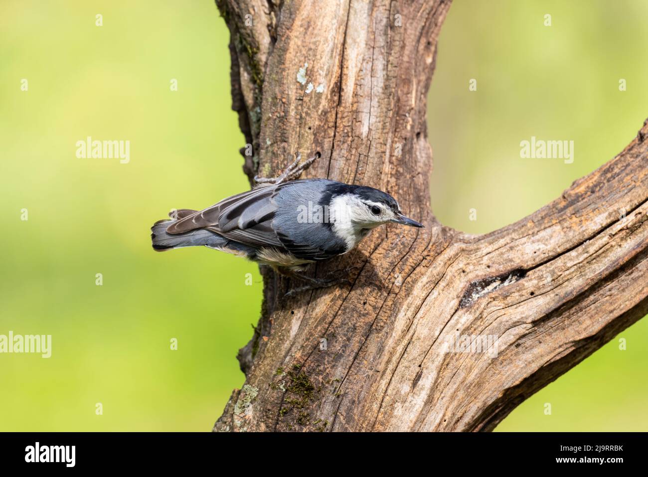 White-breasted nuthatch on dead tree, Marion County, Illinois Stock ...