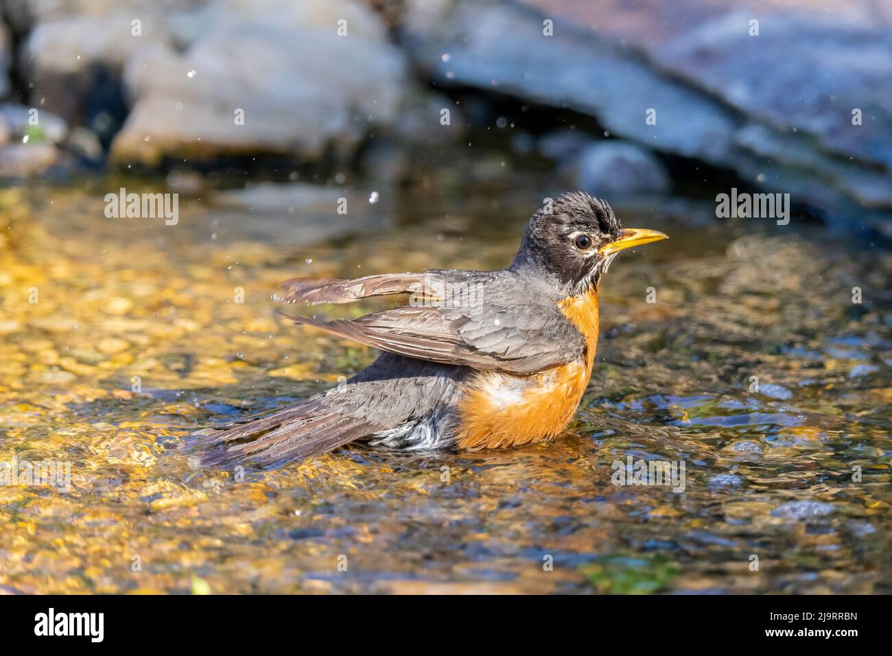 Robin bathing hi-res stock photography and images - Alamy