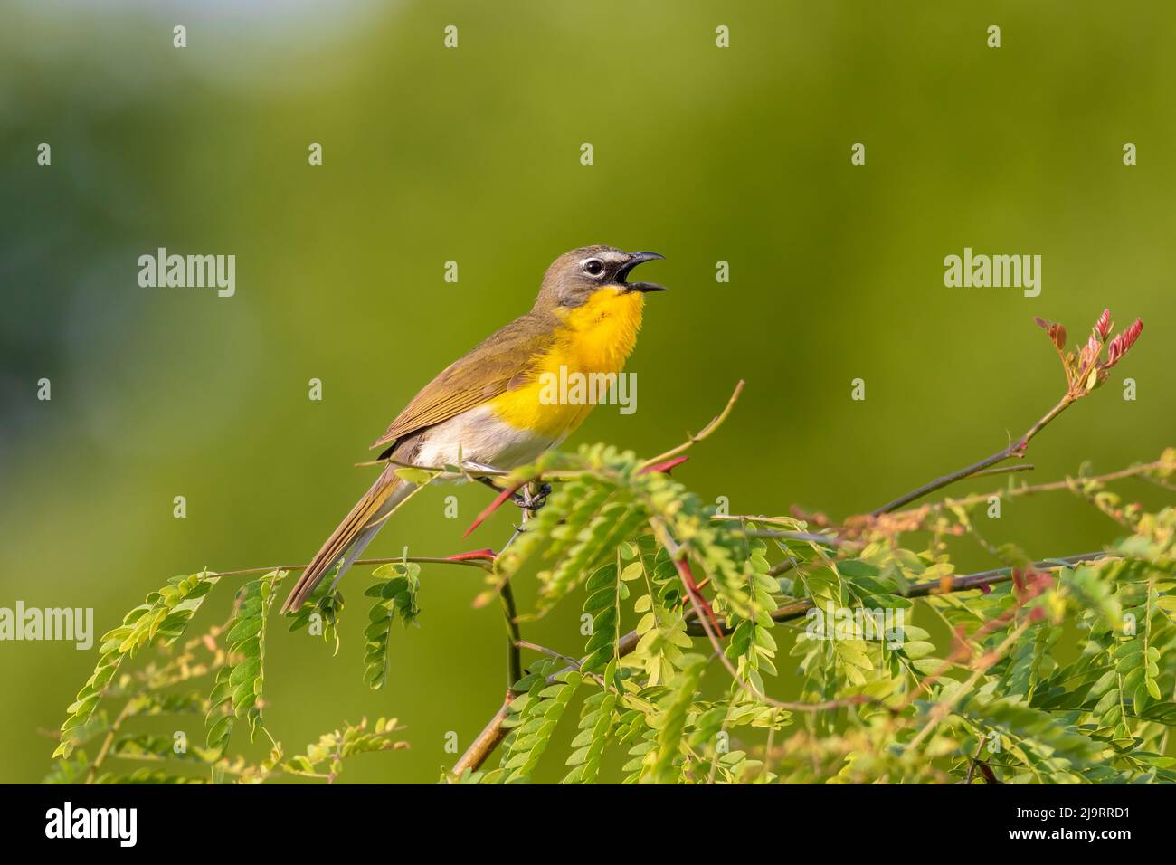 Yellow-breasted chat singing, Marion County, Illinois Stock Photo - Alamy
