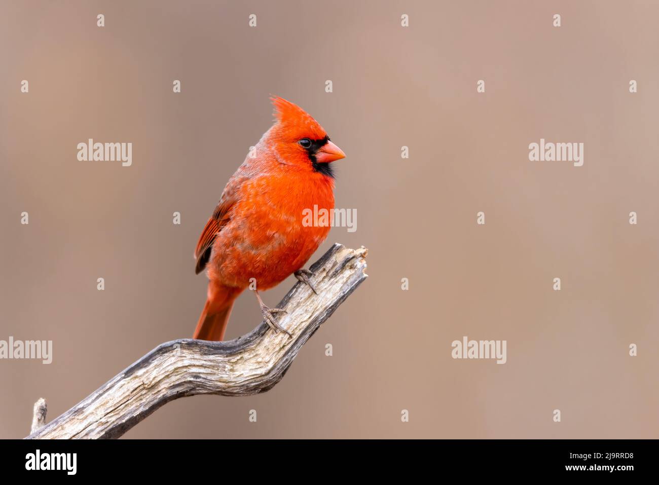 The northern cardinal illinois hi-res stock photography and images - Alamy