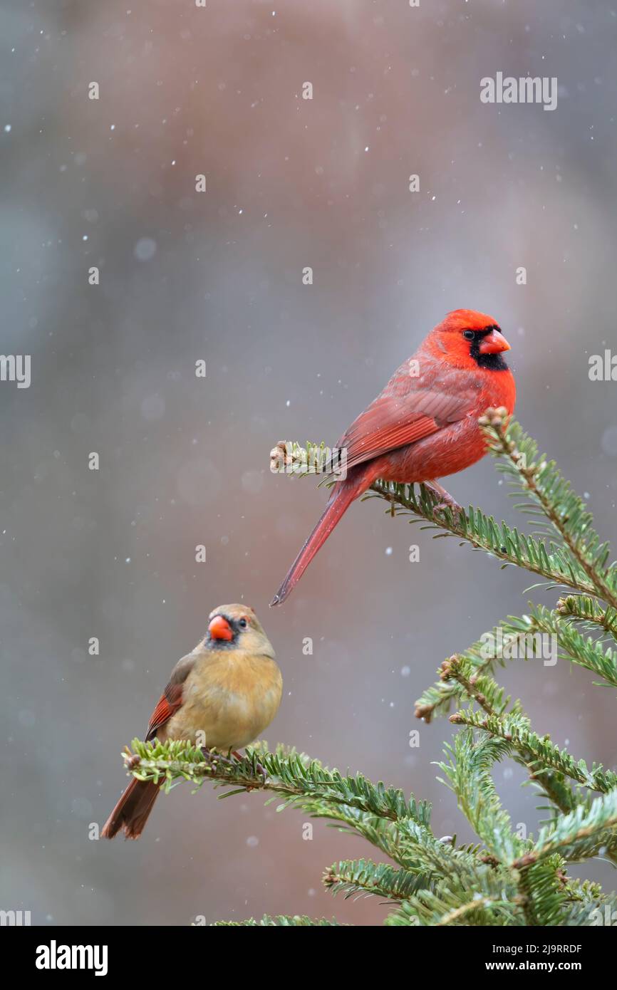 Northern cardinal male and female in fir tree in snow, Marion County ...