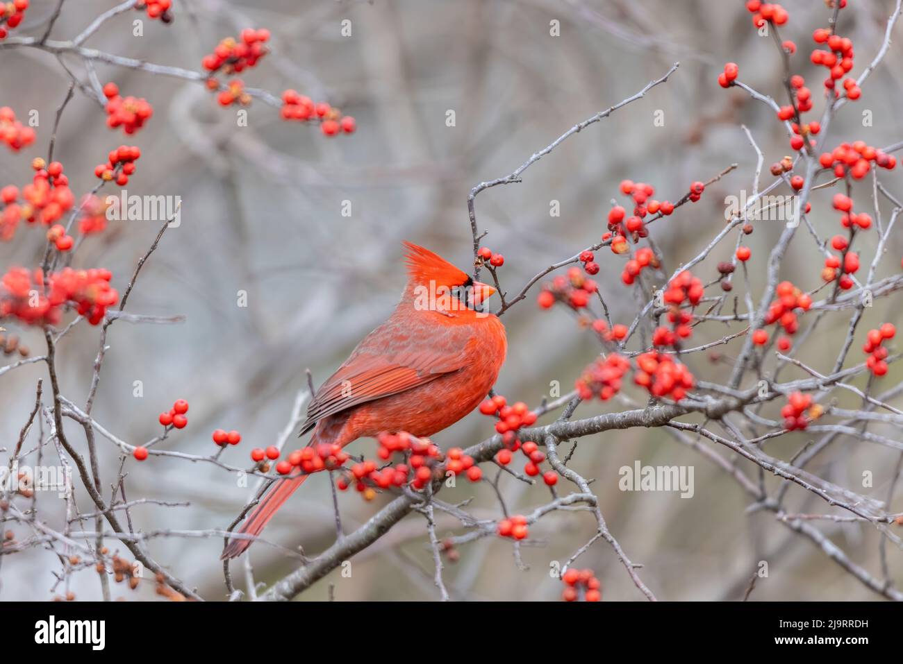Cardinal in winterberry hi-res stock photography and images - Alamy