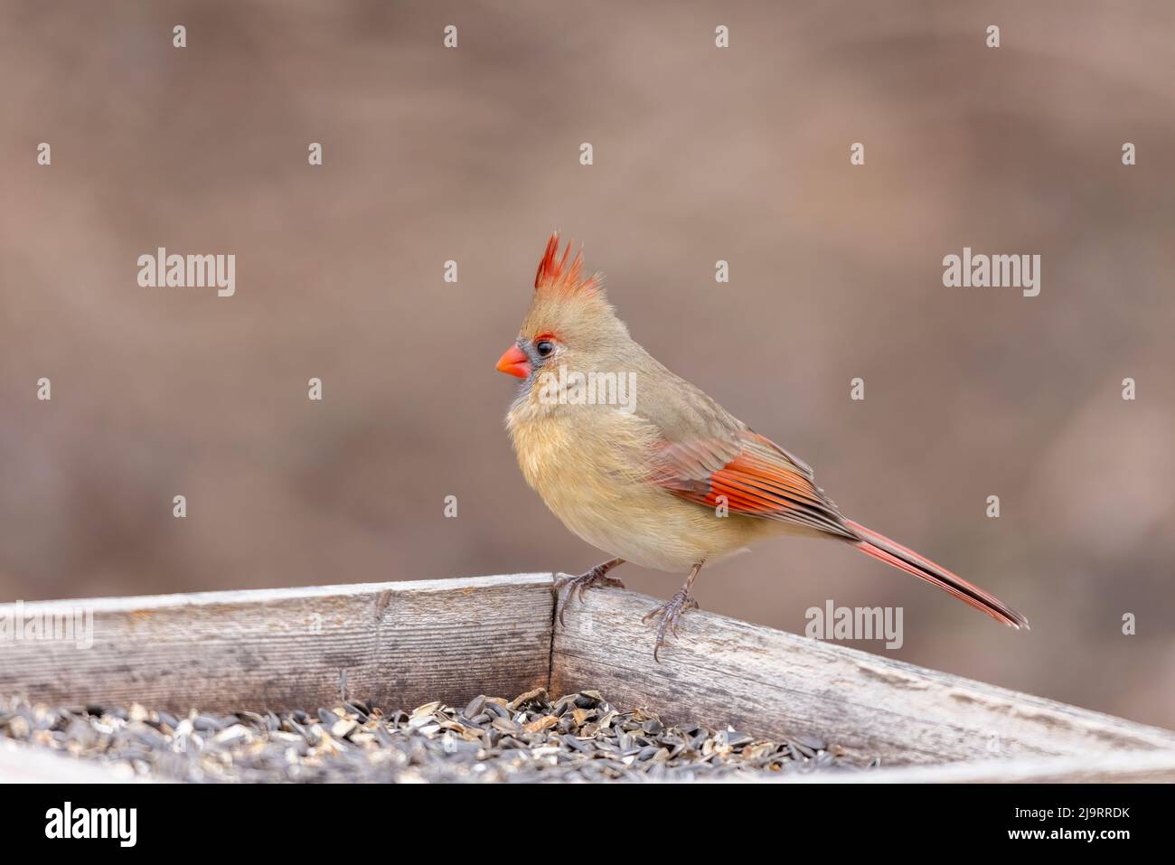 Northern cardinal female at sunflower tray feeder, Marion County ...