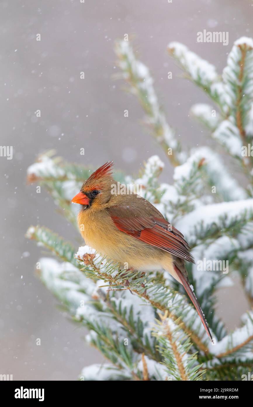 Northern cardinal female in spruce tree in winter snow, Marion County ...