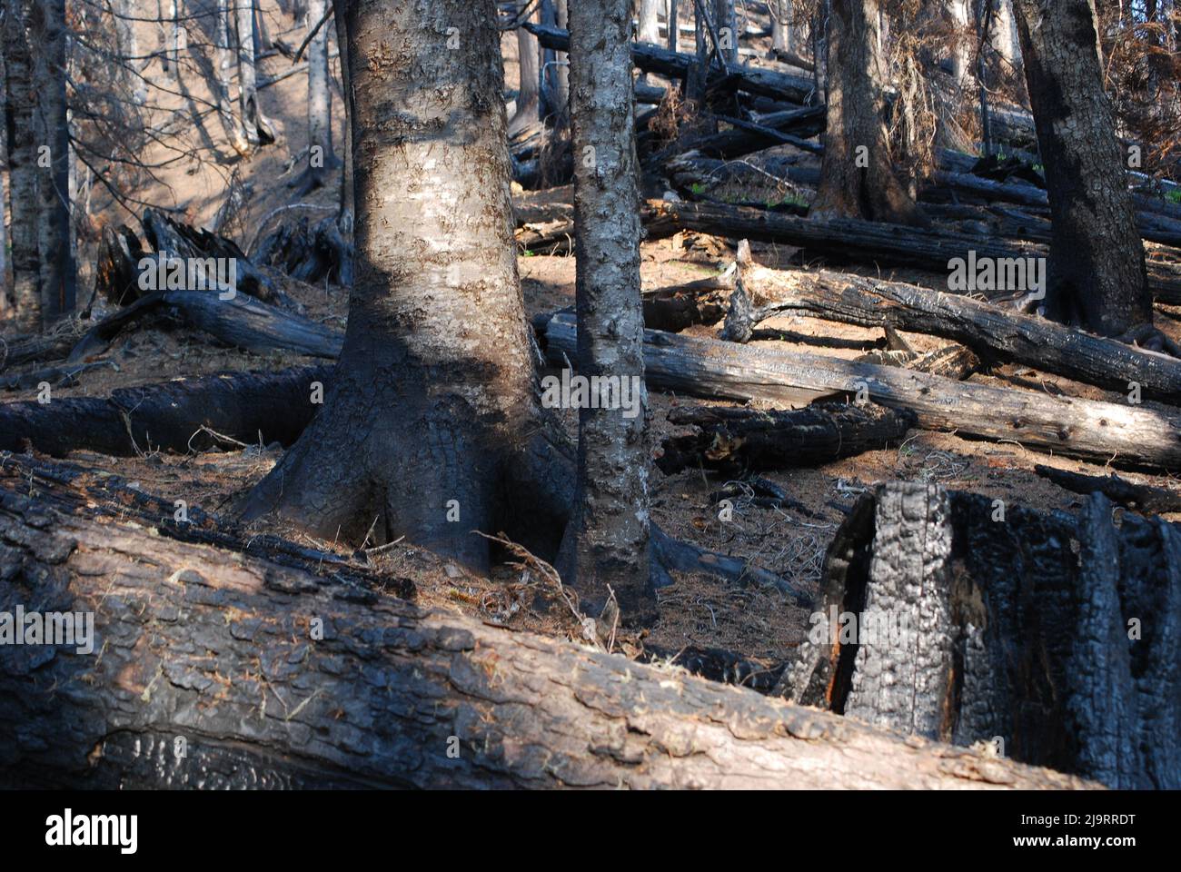 Fire Swept Forests in the Cascade Mountains Stock Photo - Alamy