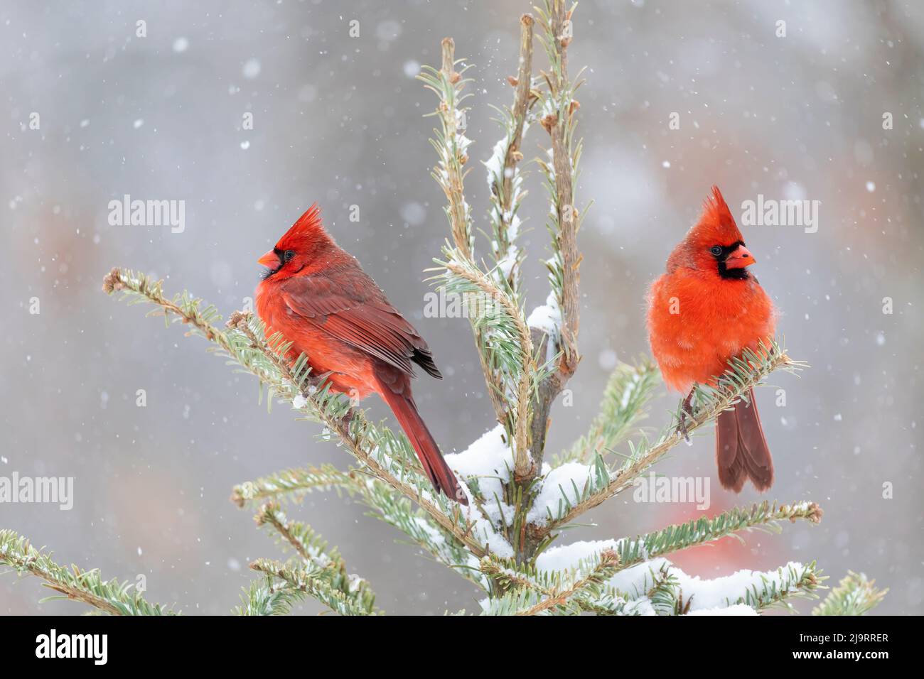 Northern cardinal males in spruce tree in winter snow, Marion County ...