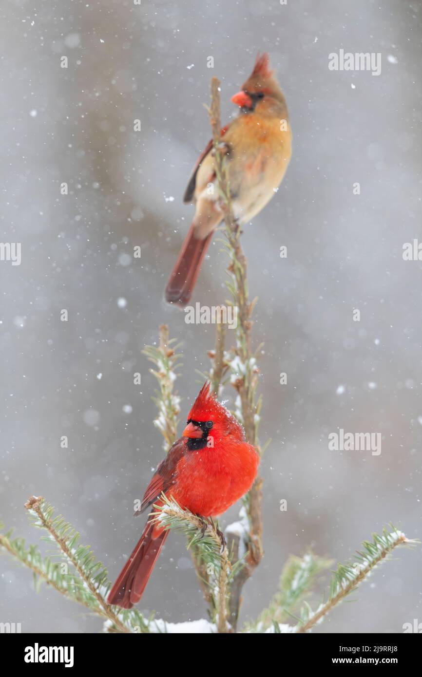 Northern cardinal male and female in spruce tree in winter snow, Marion ...