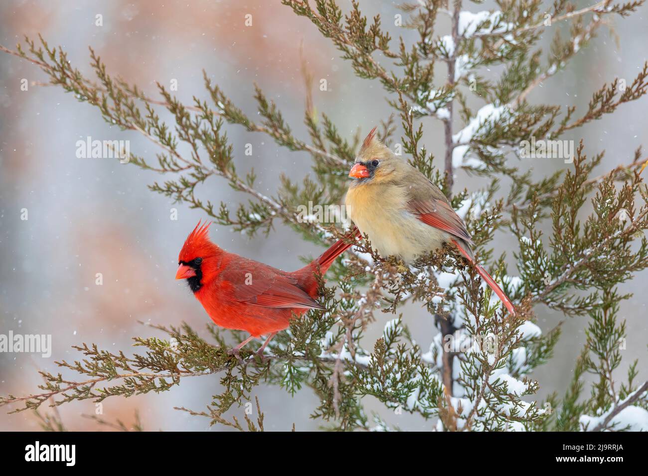 Northern cardinal male and female in red cedar tree in winter snow ...