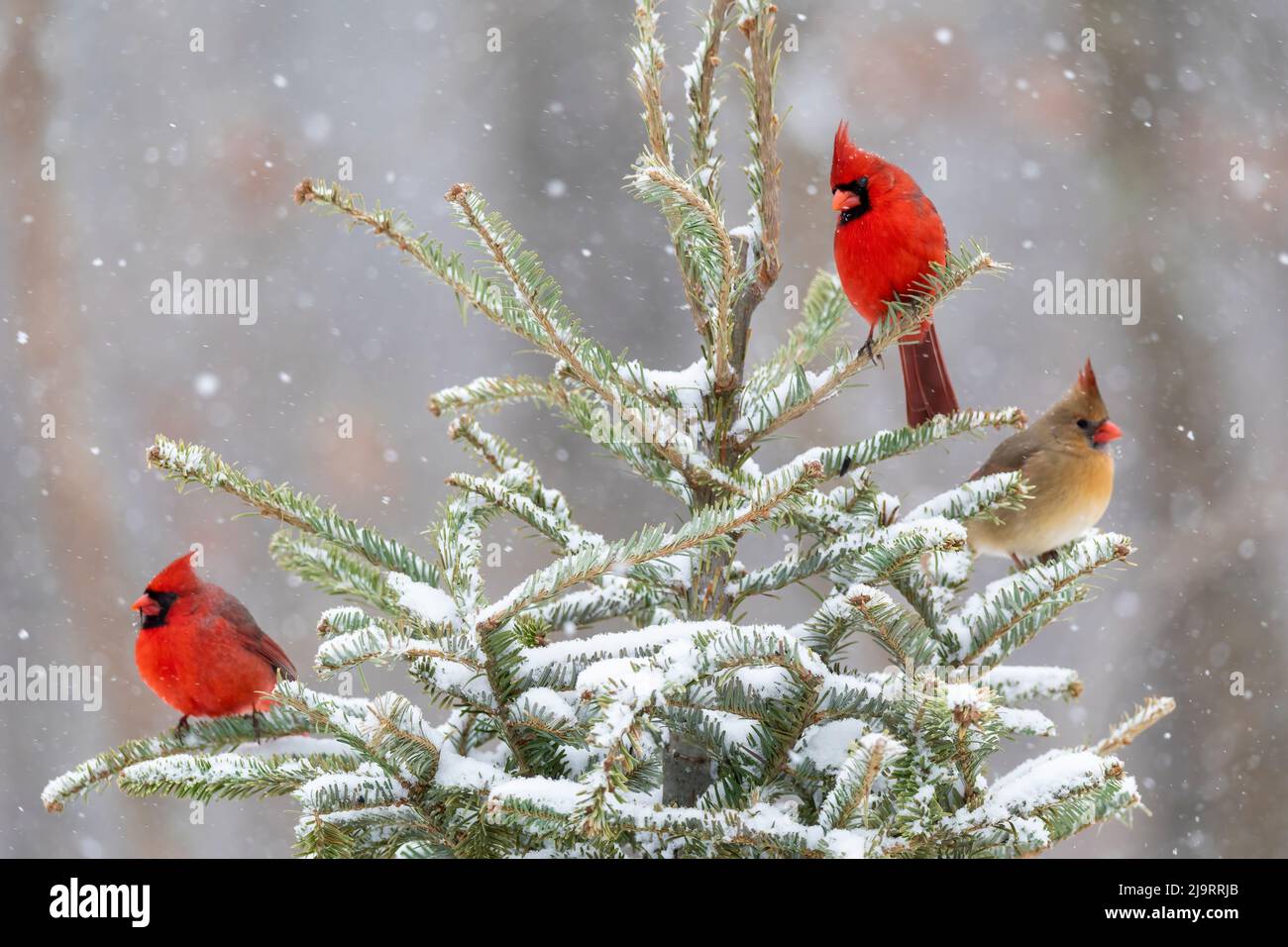 Northern cardinal males and female in spruce tree in winter snow ...