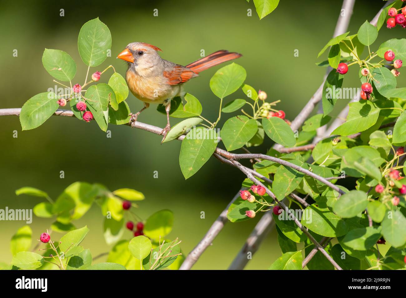 Northern cardinal female eating serviceberry, Marion County, Illinois ...