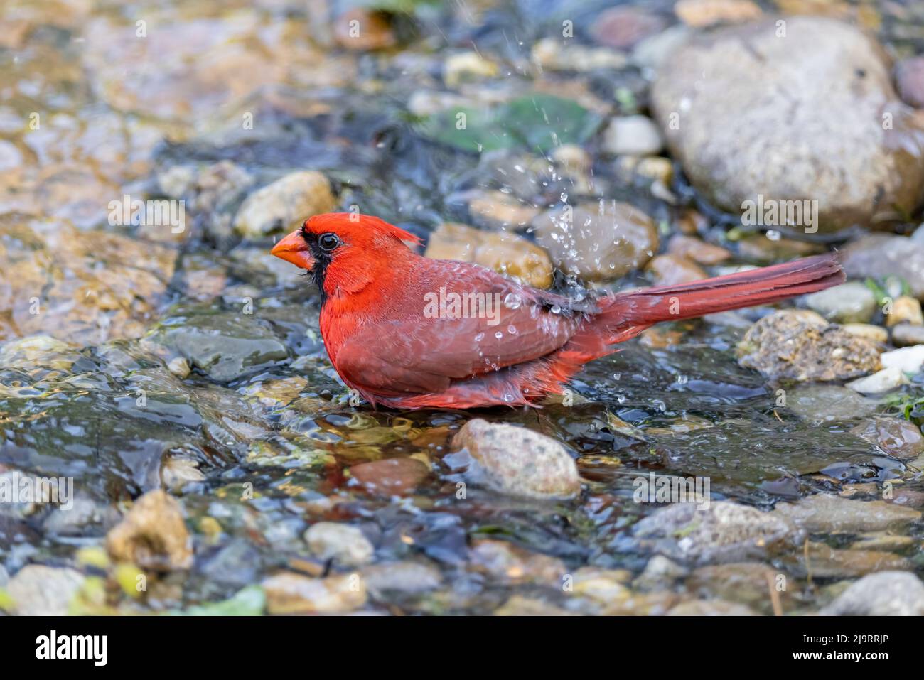 The northern cardinal illinois hi-res stock photography and images - Alamy