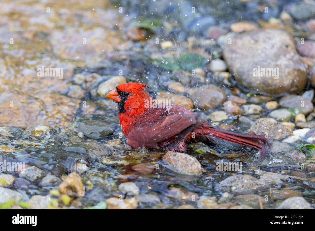 The northern cardinal illinois hi-res stock photography and images - Alamy