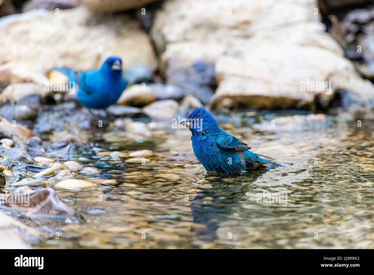 Male indigo buntings hi-res stock photography and images - Alamy