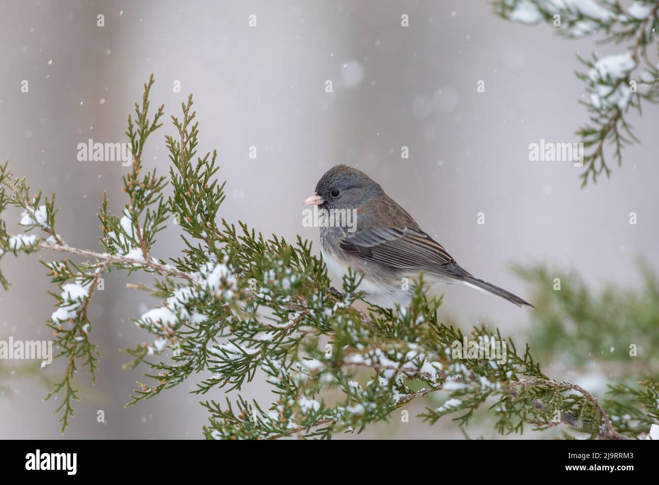 Dark eyed junco in tree winter hi-res stock photography and images - Alamy