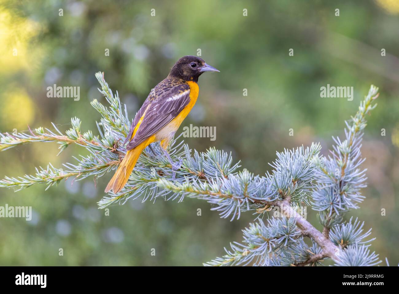 Baltimore oriole female hi-res stock photography and images - Alamy