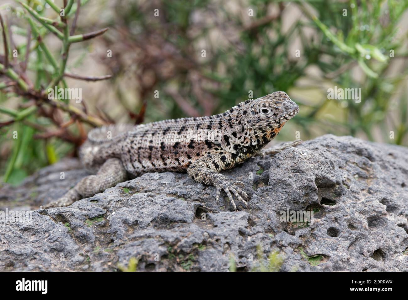 Lava lizard, San Cristobal Island, Galapagos Islands, Ecuador Stock ...