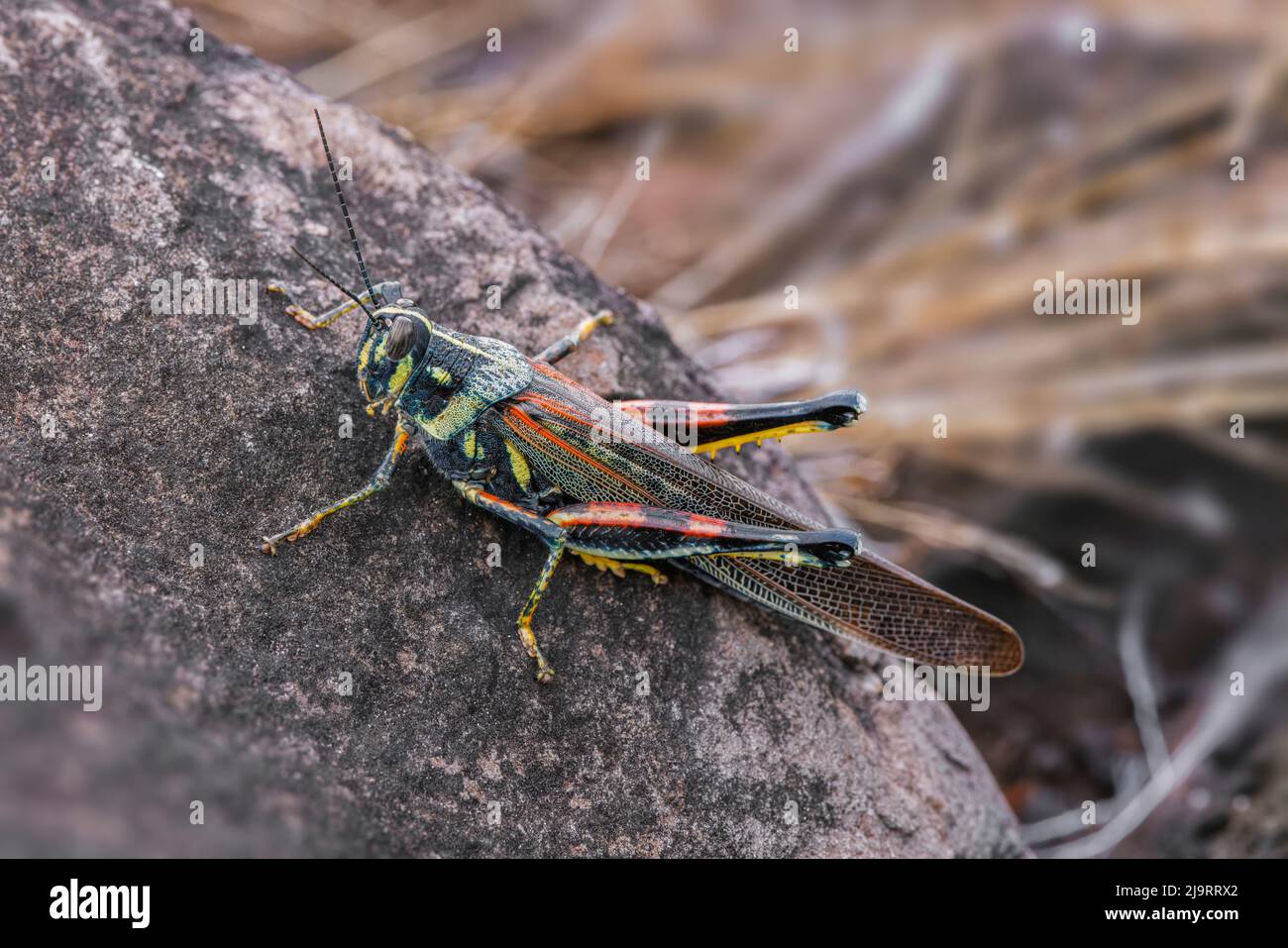 Painted locust, San Cristobal Island, Galapagos Islands, Ecuador Stock ...