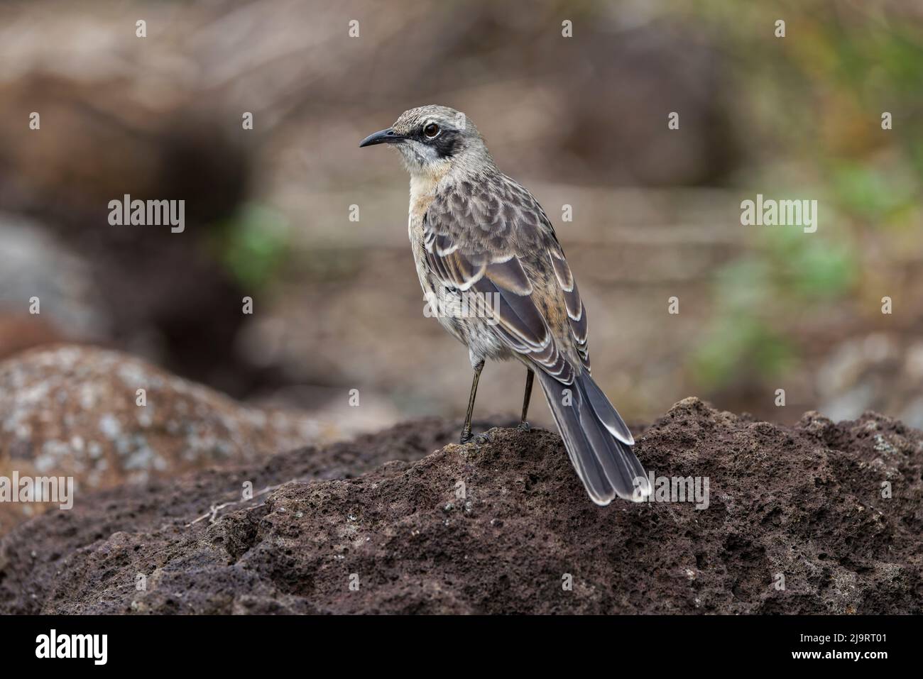 San Cristobal Mockingbird or Chatham Mockingbird, San Cristobal Island ...