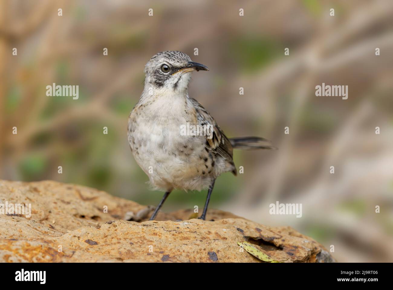 San Cristobal Mockingbird or Chatham Mockingbird, San Cristobal Island ...