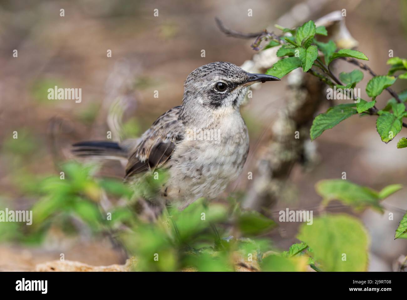 San Cristobal Mockingbird or Chatham Mockingbird, San Cristobal Island ...