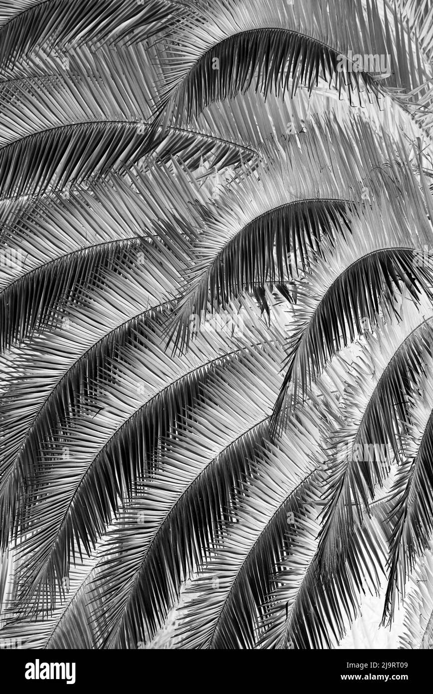 Black and White Pattern in branches of palm tree, Quito, Ecuador Stock ...