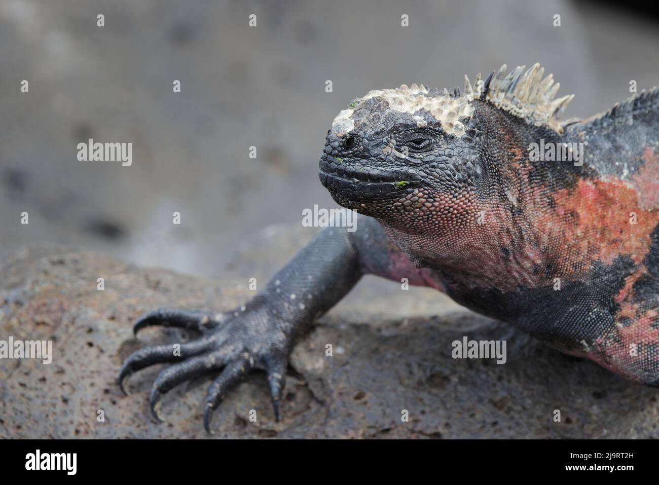 Marine iguana, Espanola Island, Galapagos Islands, Ecuador Stock Photo ...