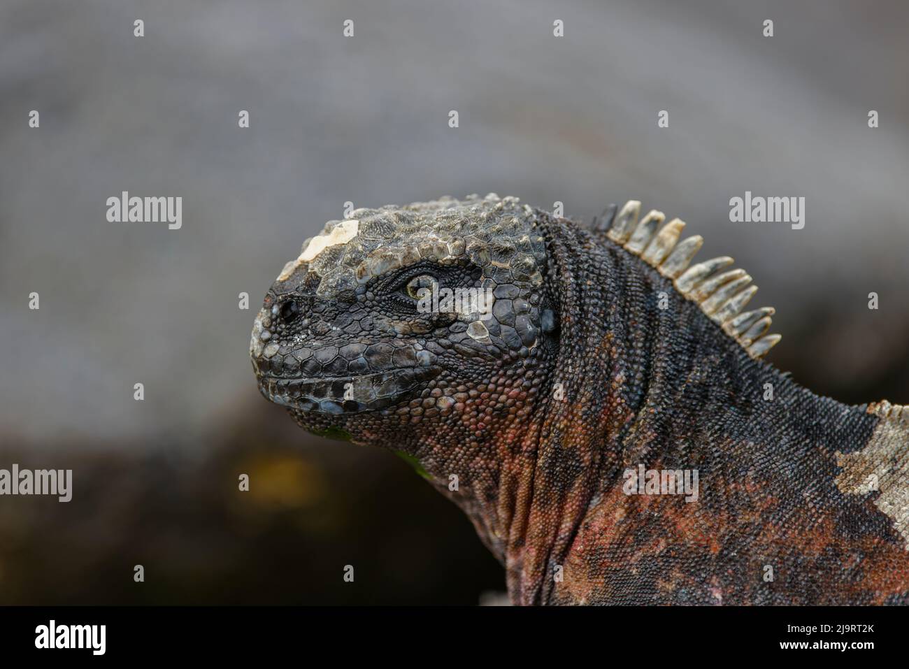 Marine iguana, Espanola Island, Galapagos Islands, Ecuador Stock Photo ...