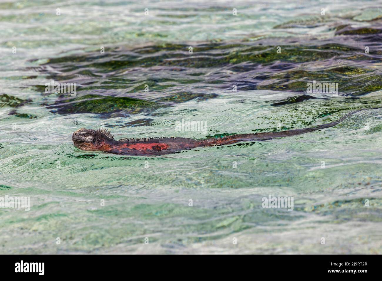Marine iguana swimming hi-res stock photography and images - Alamy