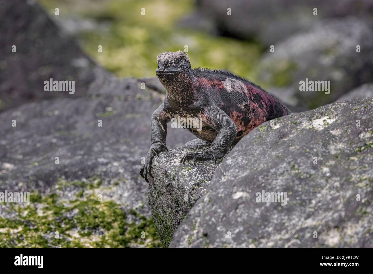 Marine iguana, Espanola Island, Galapagos Islands, Ecuador Stock Photo ...