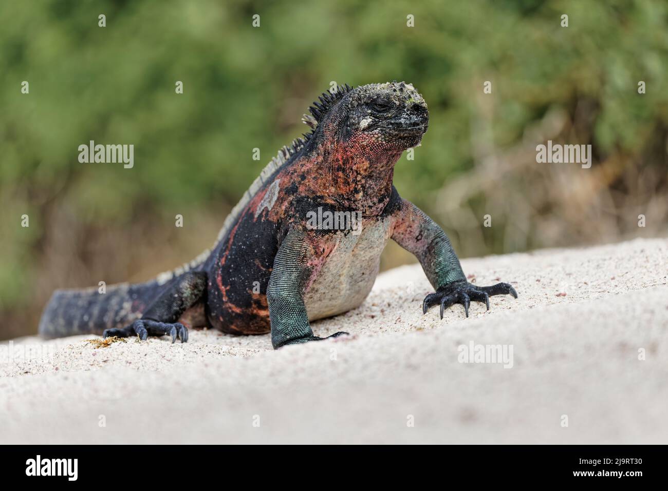 Marine iguana, Espanola Island, Galapagos Islands, Ecuador Stock Photo ...