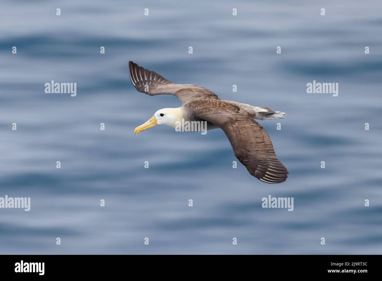 Waved albatross flying, Espanola Island, Galapagos Islands, Ecuador ...