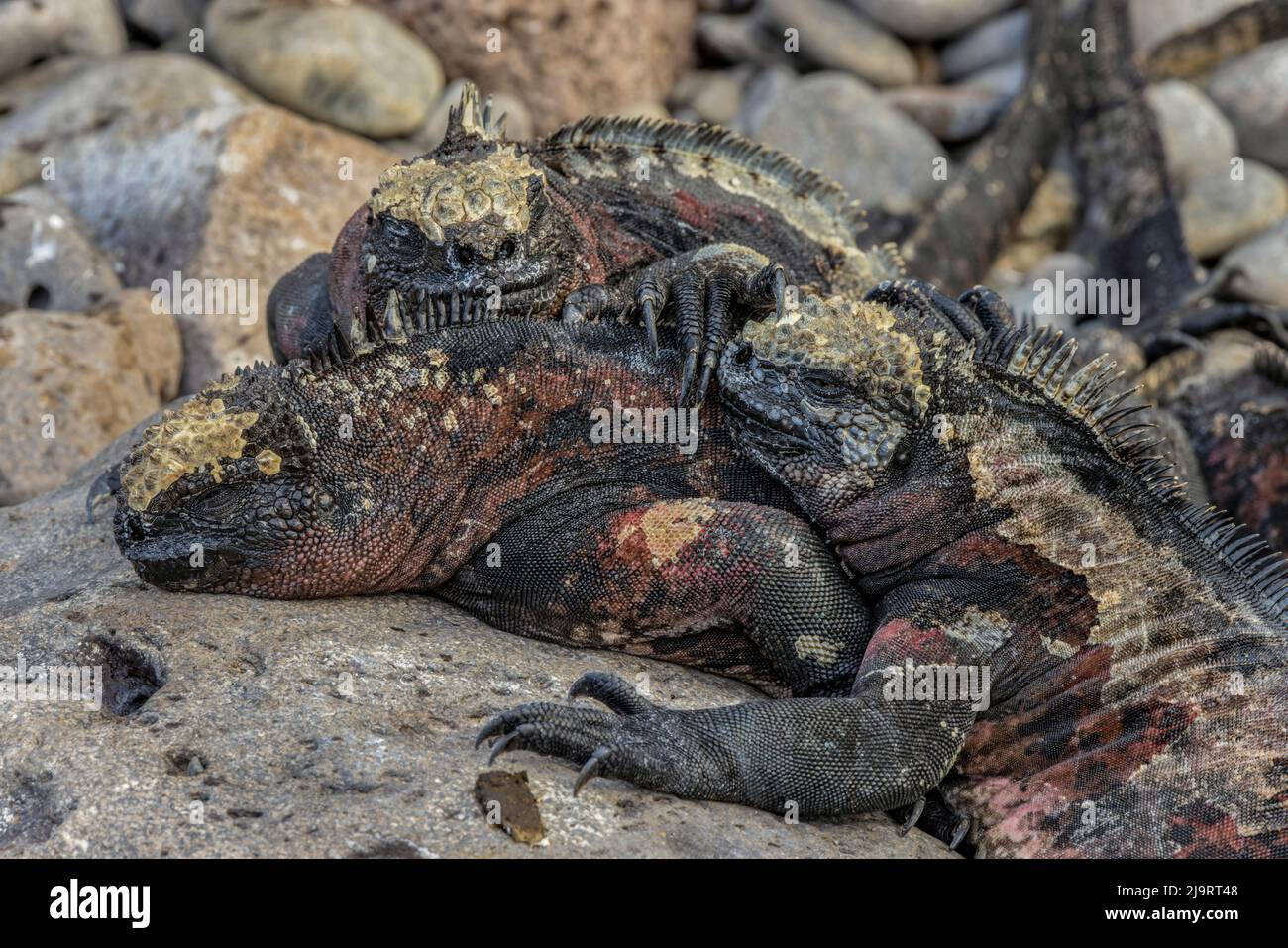 Marine iguana, Espanola Island, Galapagos Islands, Ecuador Stock Photo ...