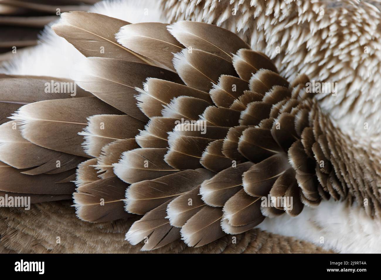 Galapagos isalnds hi-res stock photography and images - Alamy