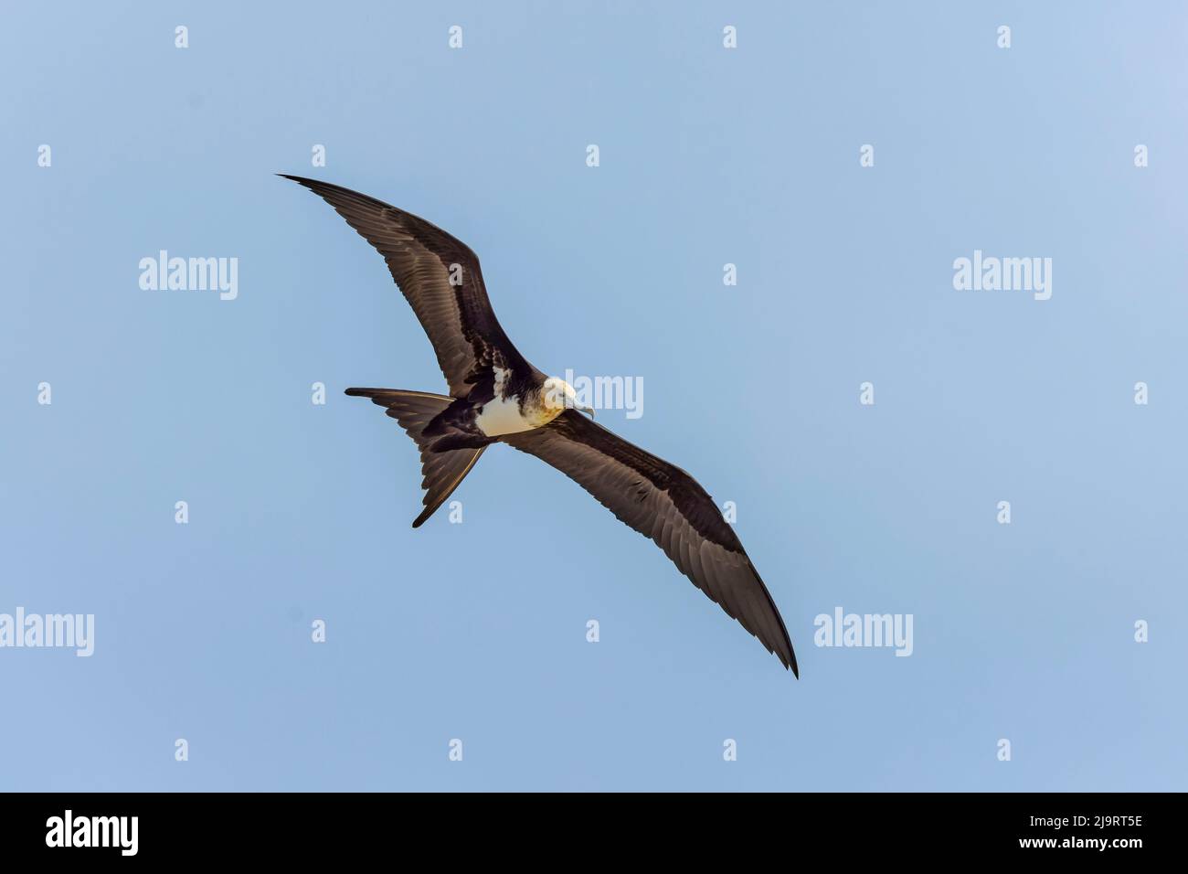 Magnificent frigatebird flying, Genovesa Island, Ecuador Stock Photo ...