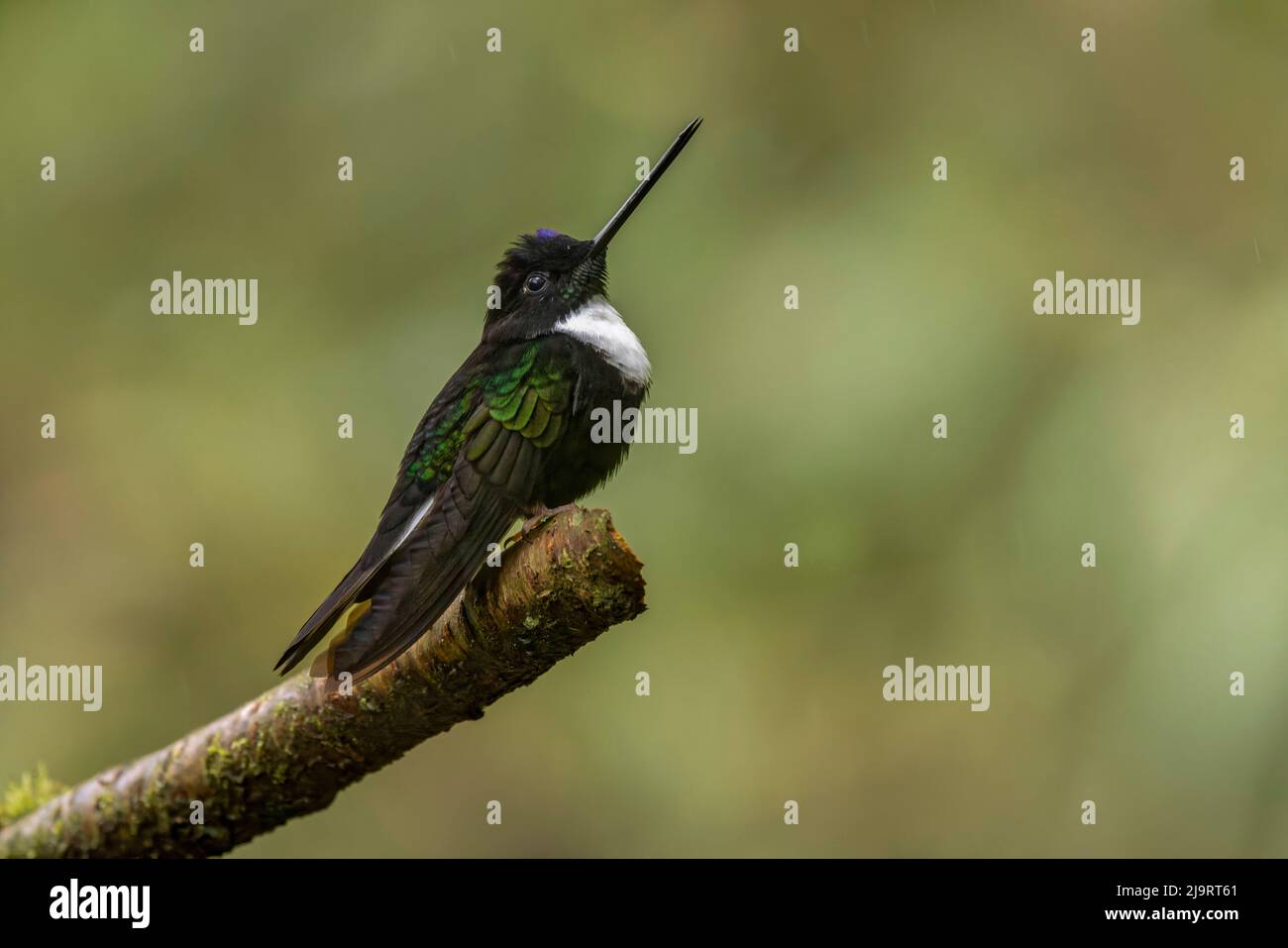 Collared Inca. Ecuador Stock Photo - Alamy