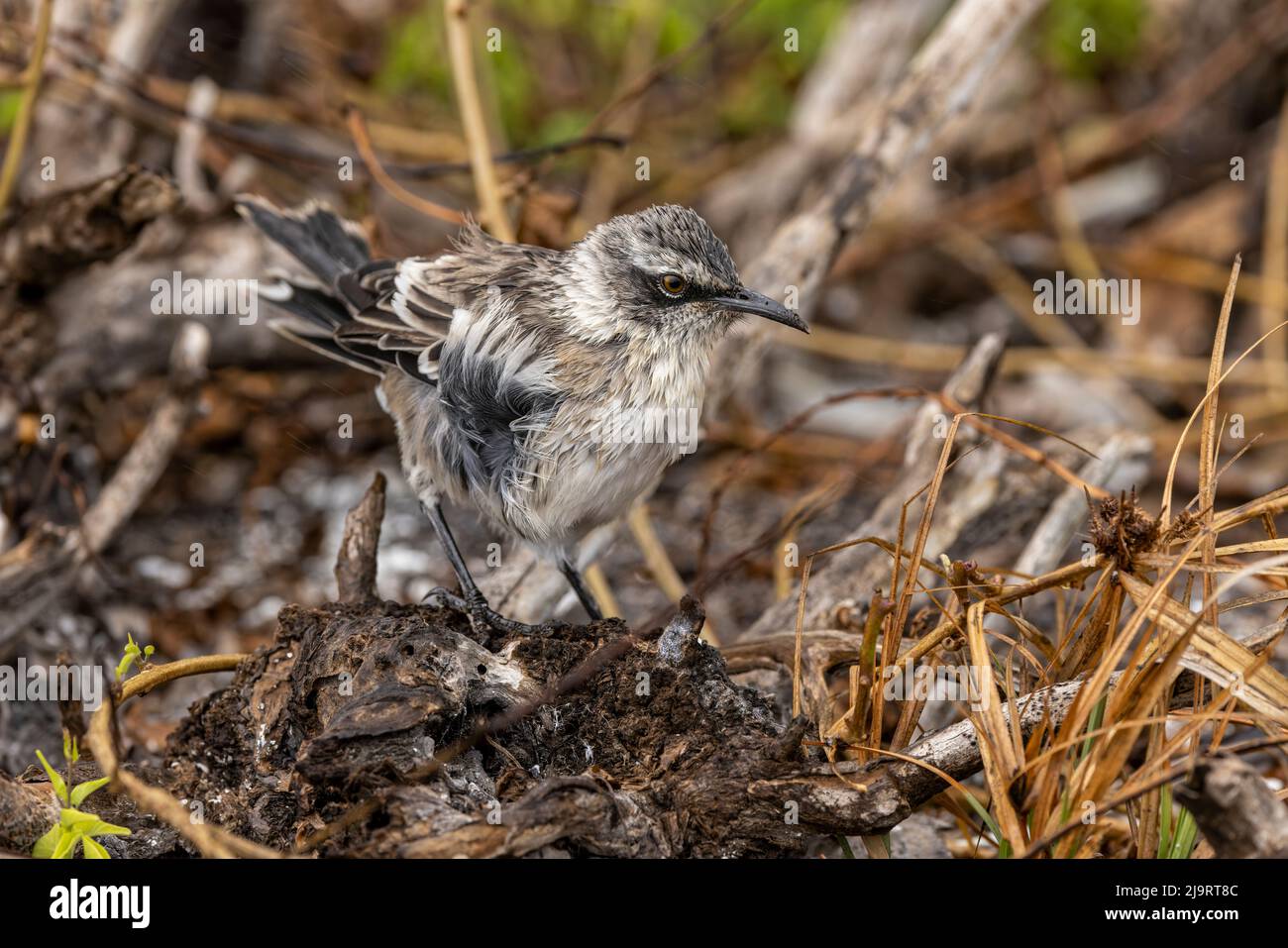 Hood mockingbird mimus macdonaldi hi-res stock photography and images ...
