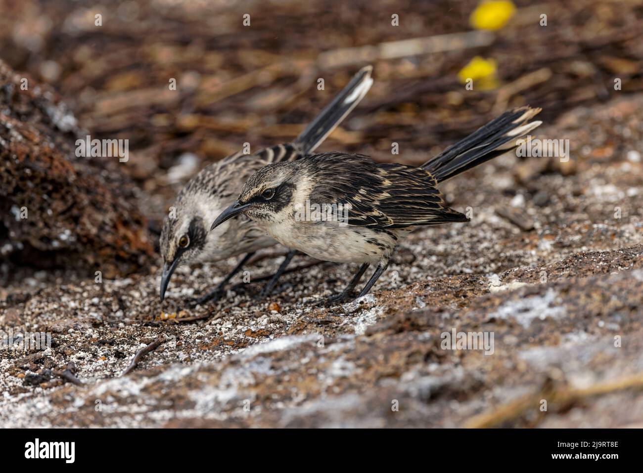 Baby mockingbird hi-res stock photography and images - Alamy