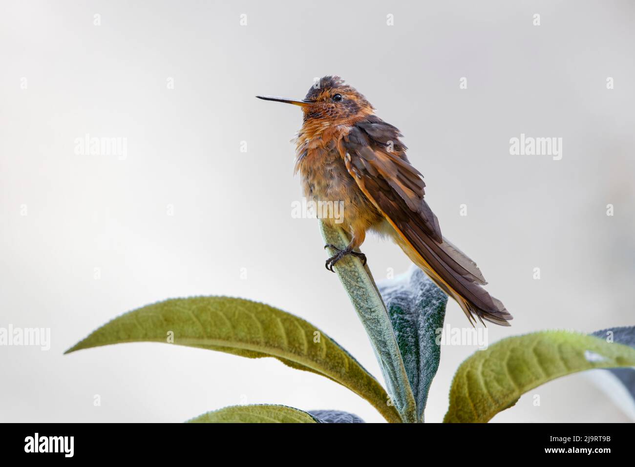 Shining sunbeam, Ecuador Stock Photo - Alamy