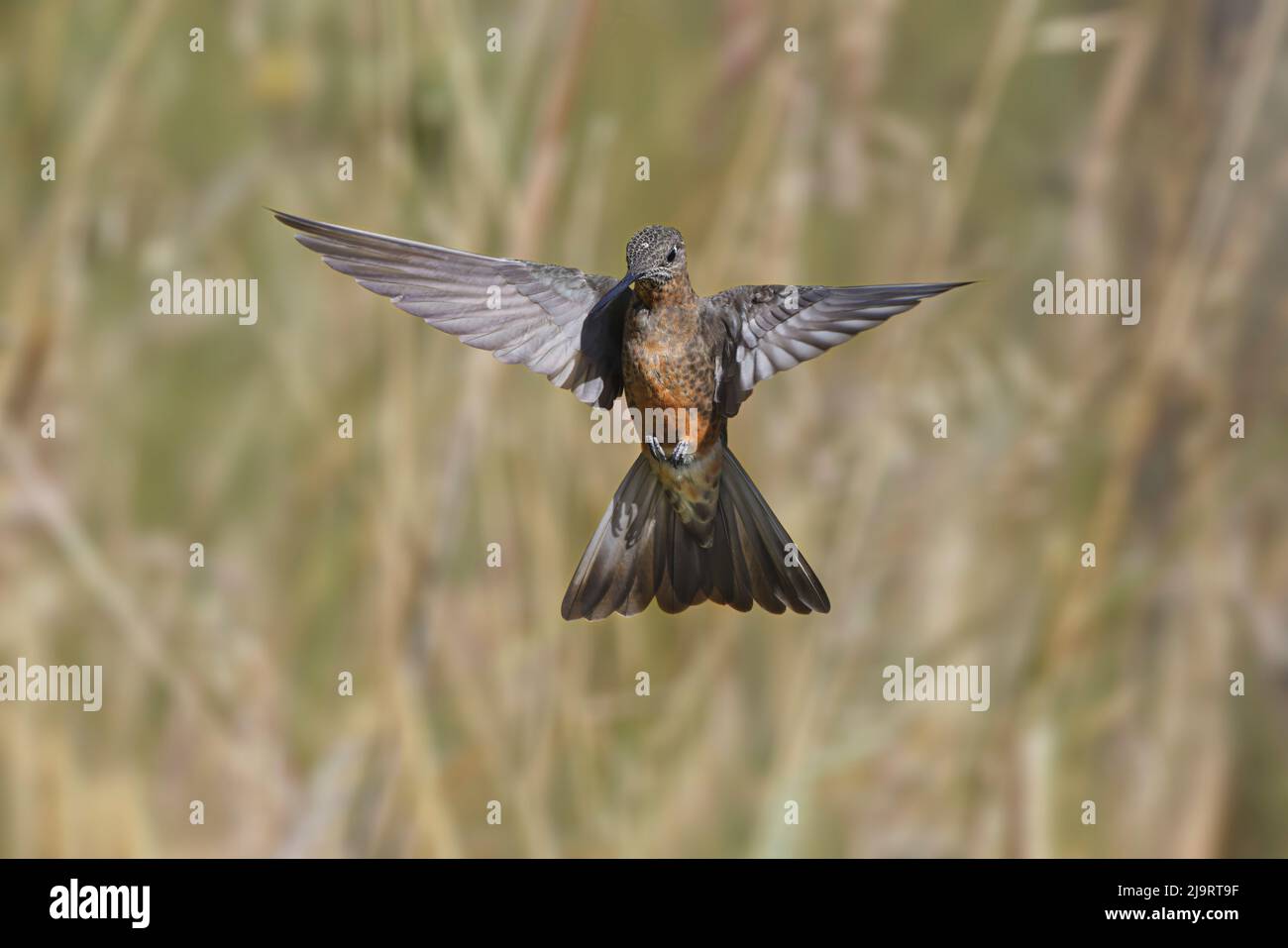Giant hummingbird flying, Ecuador Stock Photo - Alamy