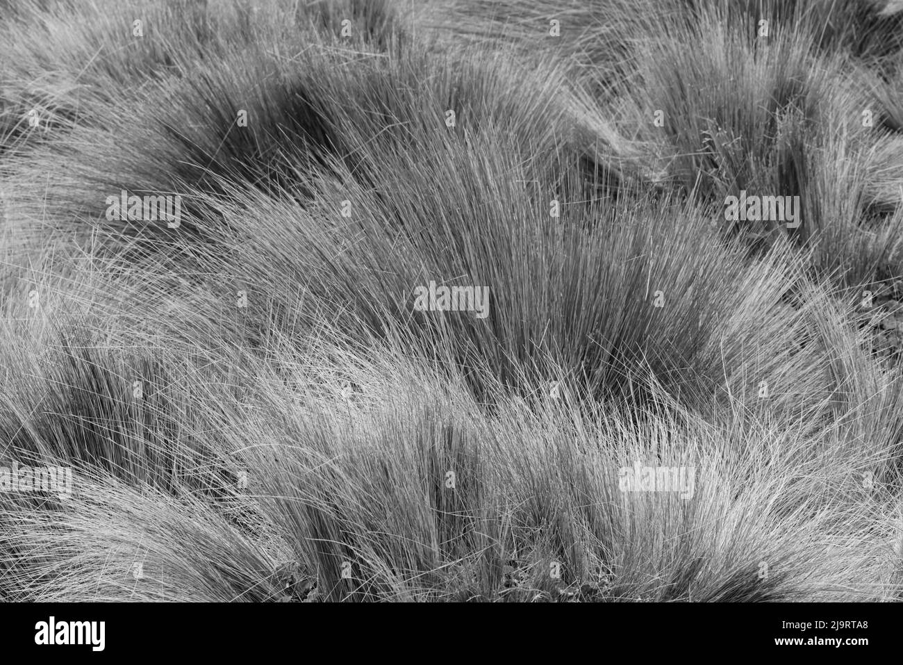 Paramo grass, Antisana Ecological Reserve, Ecuador Stock Photo - Alamy
