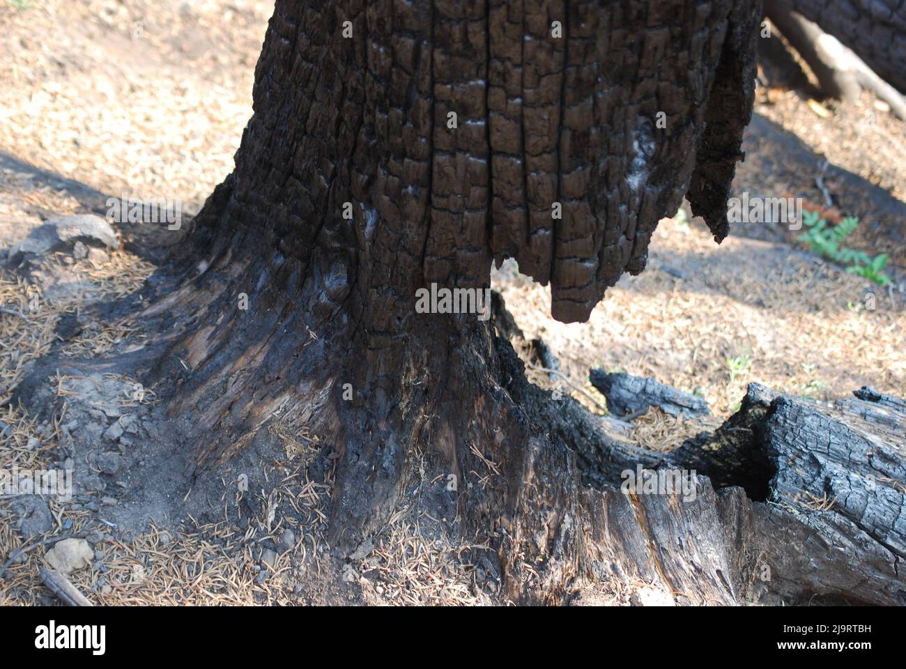 Fire Swept Forests in the Cascade Mountains Stock Photo - Alamy