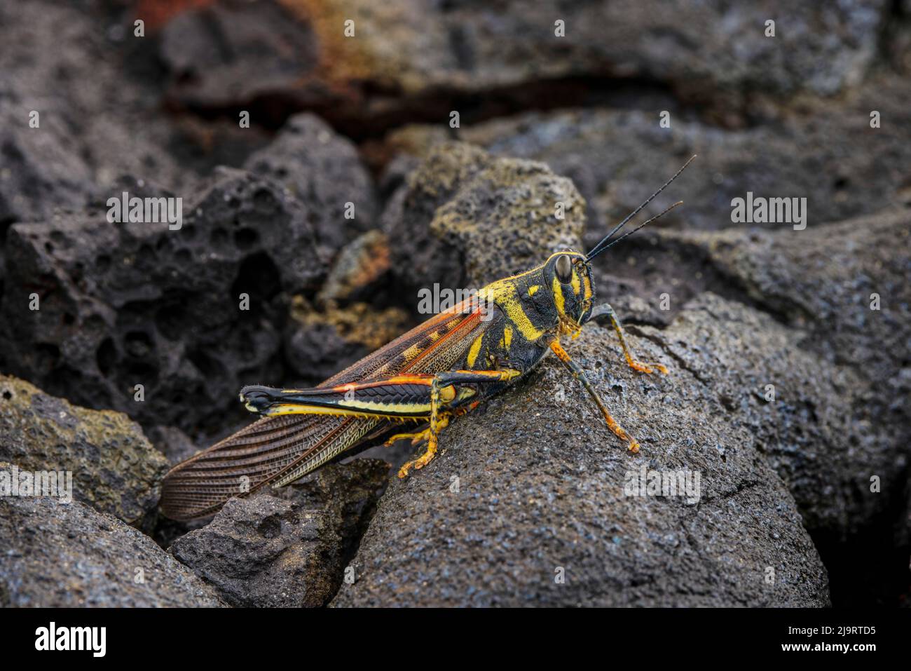 Large painted locust, Sullivan Bay, Santiago Island, Galapagos Islands ...