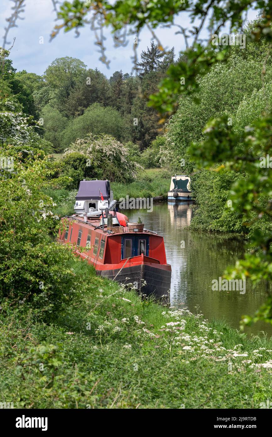 A canal scene, looking through the foliage at three narrow boats moored ...